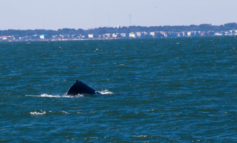 Whale Watching in Virginia Beach - Casual Travelist