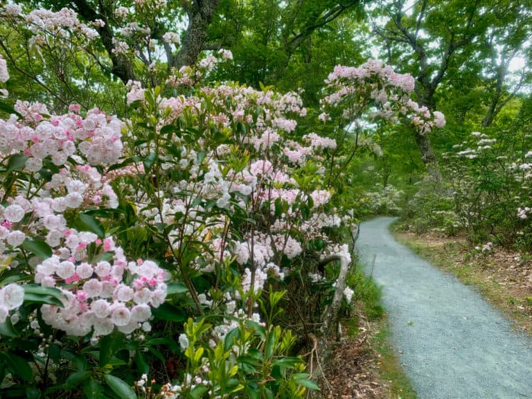 The Best Places to See Spring Flowers in the United States - Casual ...