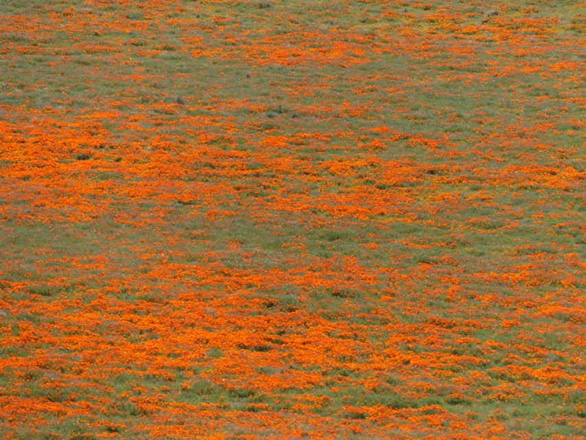 The Best Places to See Spring Flowers in the United States - Casual ...