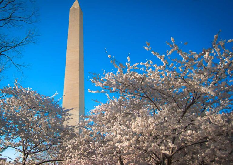 The Best Places to See Spring Flowers in the United States - Casual ...